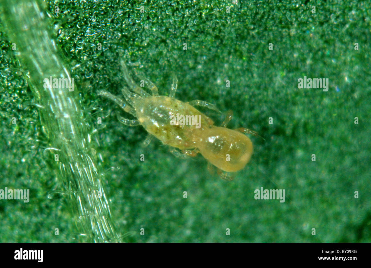 Two predatory mites (Typhlodromus pyri) mating used for spider mite ...