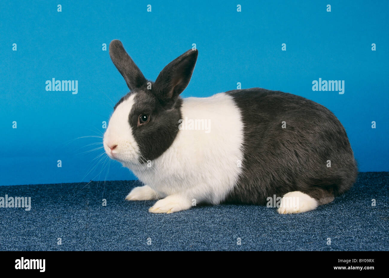 Dutch rabbit - cut out Stock Photo - Alamy