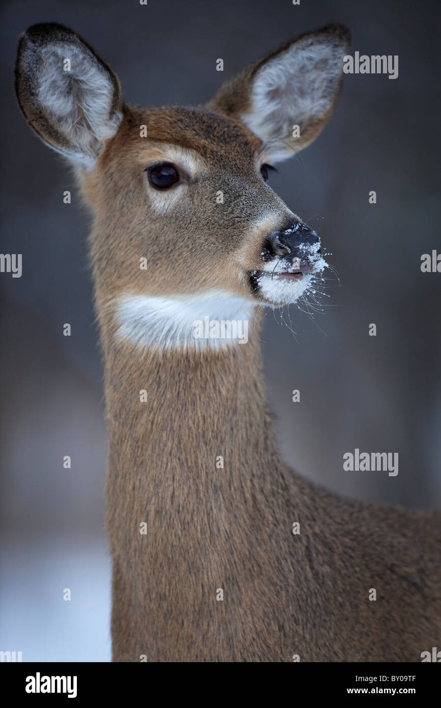 White-tailed Deer (Odocoileus virginianus) New York - Doe - In snow ...