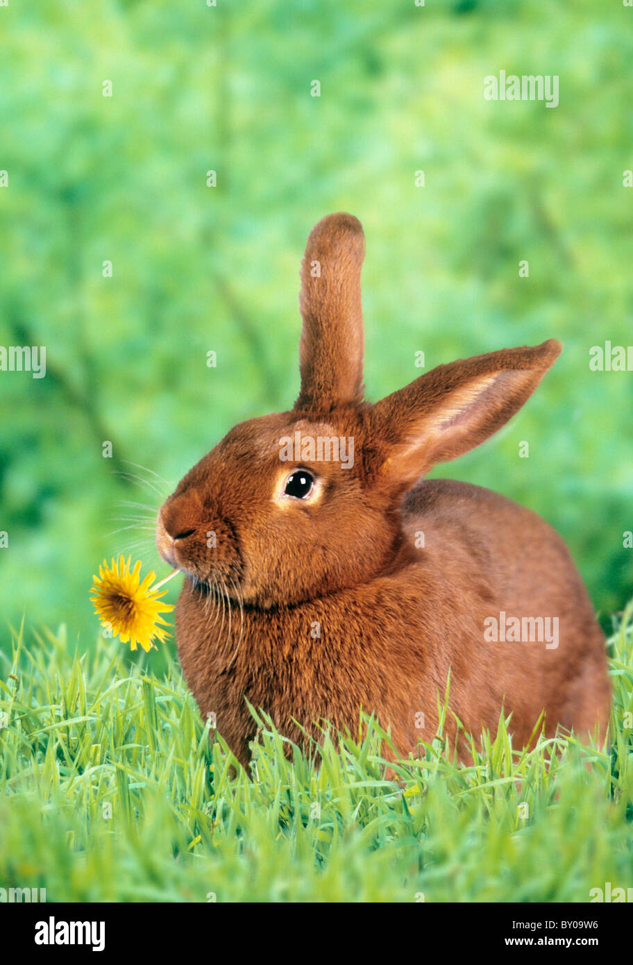 New Zealand red rabbit with blossom Stock Photo - Alamy