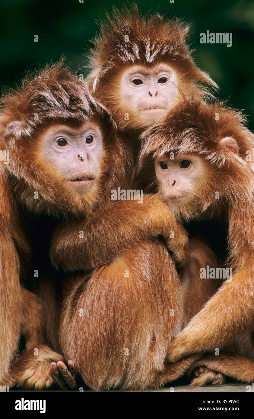 Presbytis comata hi-res stock photography and images - Alamy