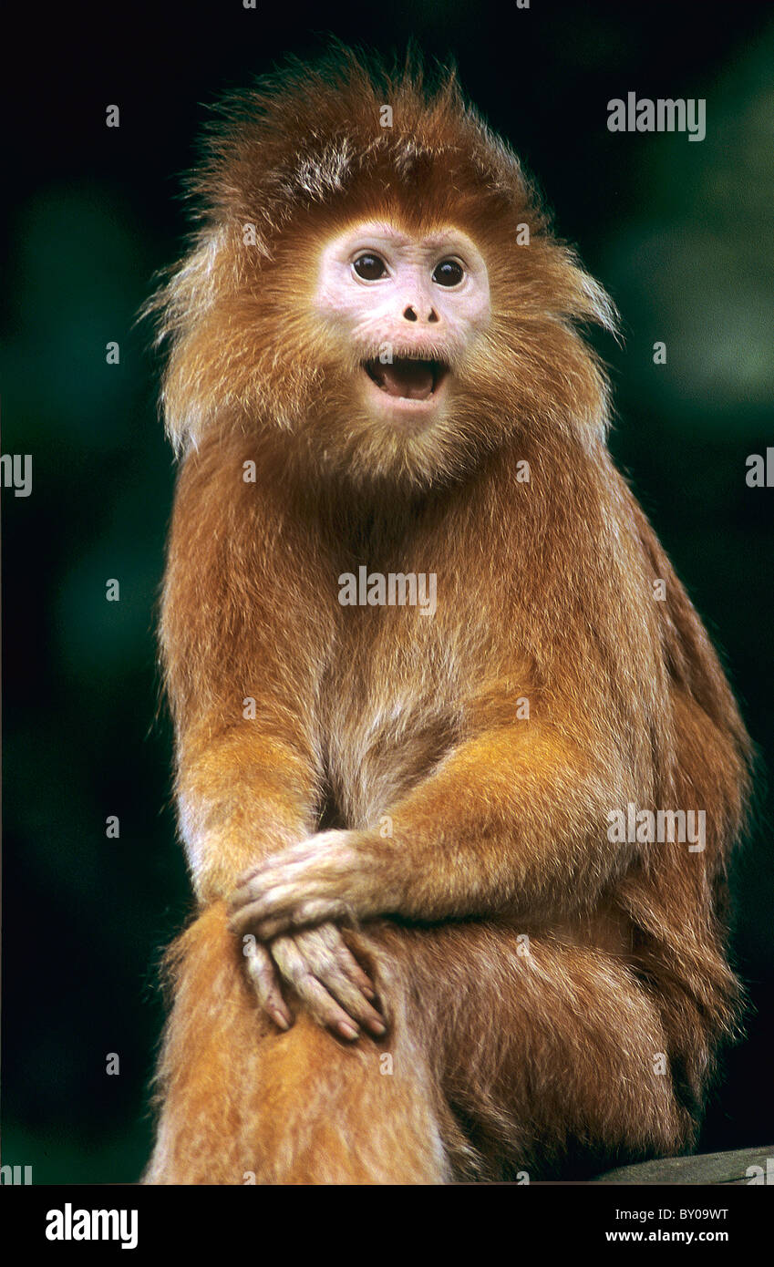 Javan surili (presbytis comata) hi-res stock photography and images - Alamy