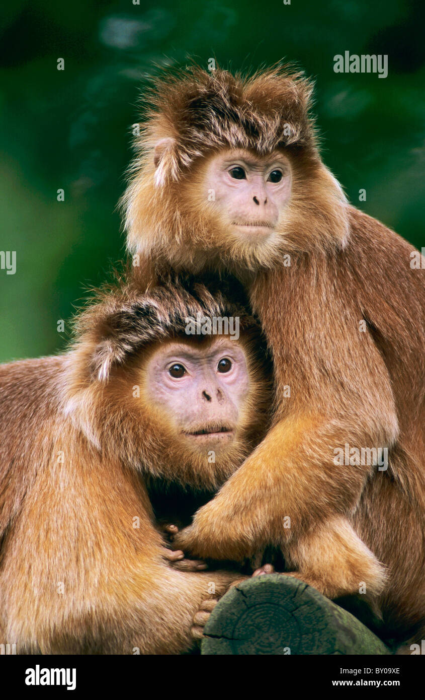 Presbytis comata hi-res stock photography and images - Alamy