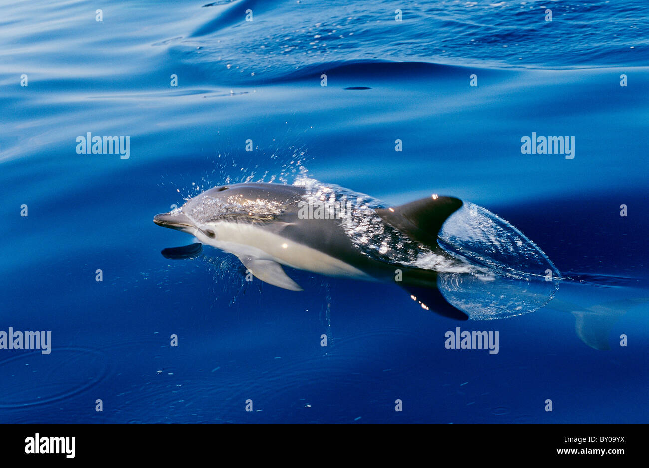Delphinus delphis underwater hi-res stock photography and images - Alamy