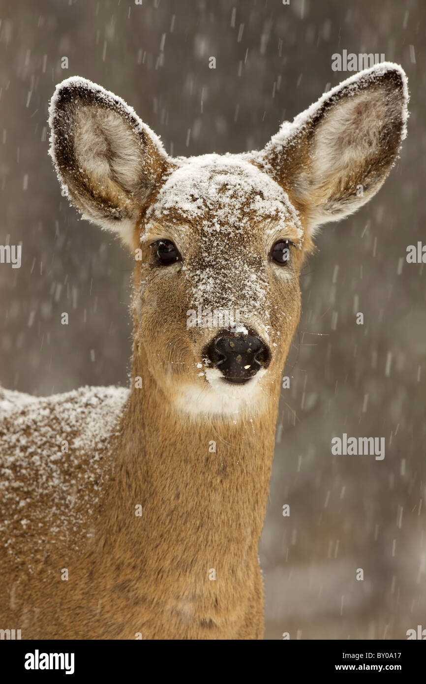 White-tailed Deer (Odocoileus virginianus) New York - Doe - In snow ...