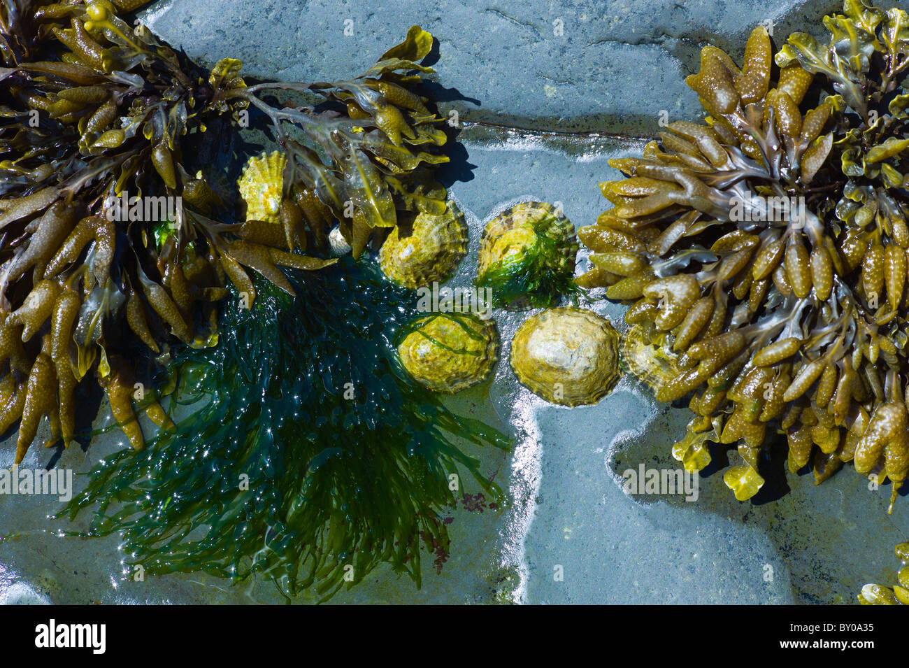 Bladderwrack bladder seaweed and limpets on the rocks in Kilkee, County ...