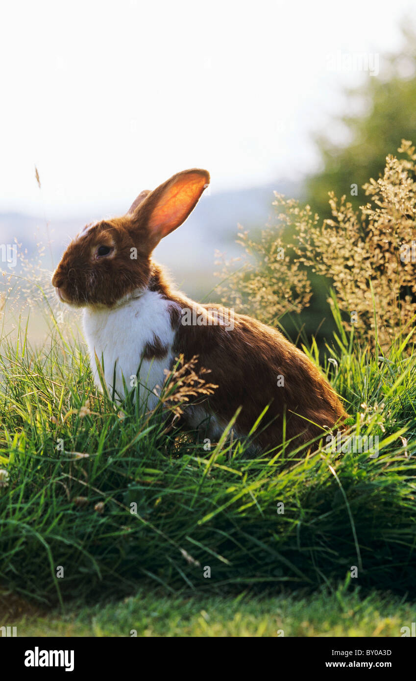 Domestic rabbit (Mecklenburger Schecke) on a meadow Stock Photo - Alamy