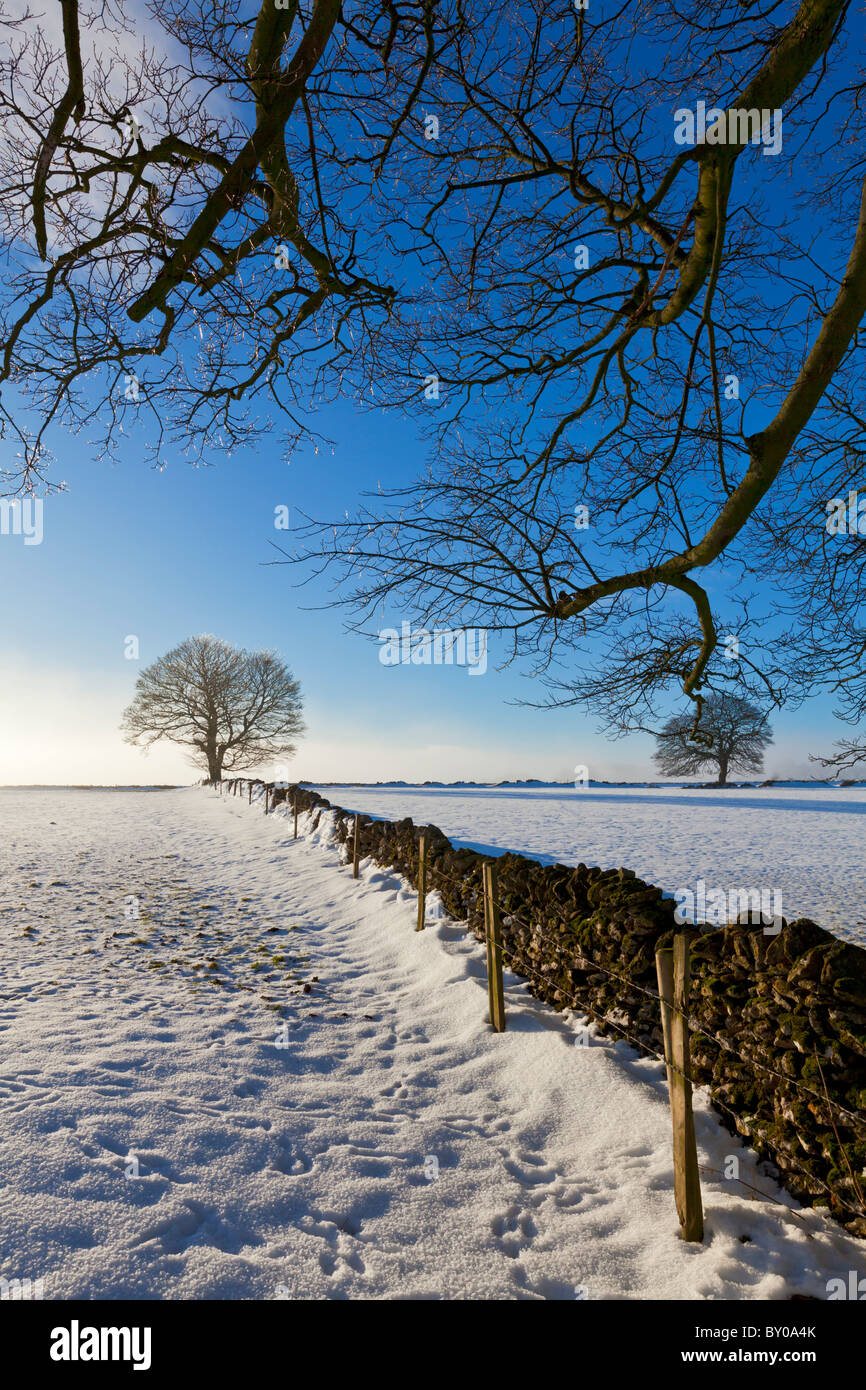 Dry stone wall and tree in snow Stanley Moor near Tideswell Derbyshire ...