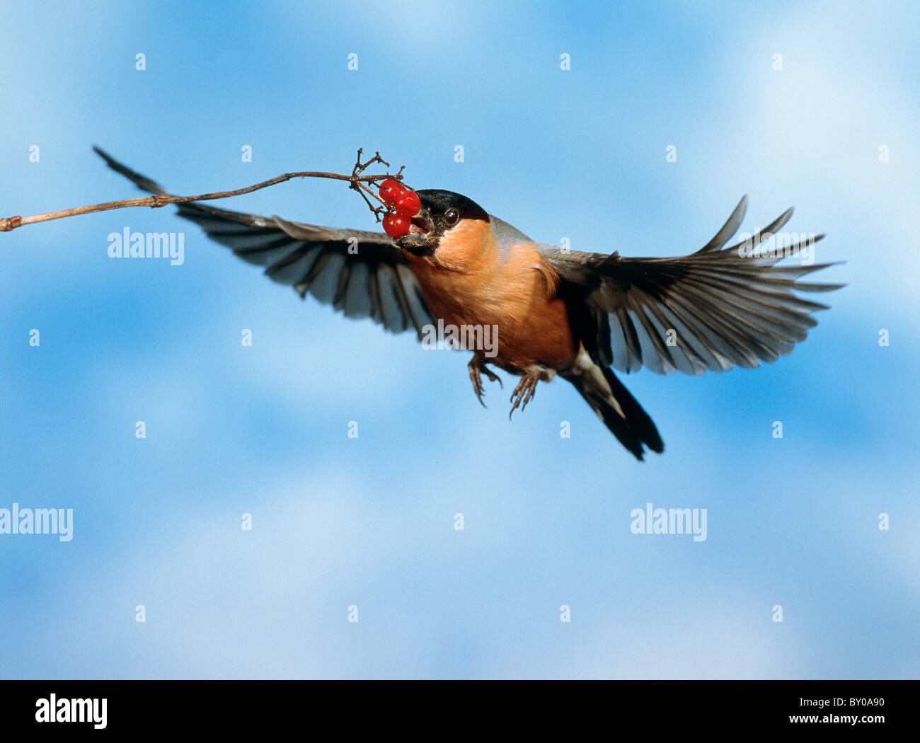 Bullfinch flying hi-res stock photography and images - Alamy
