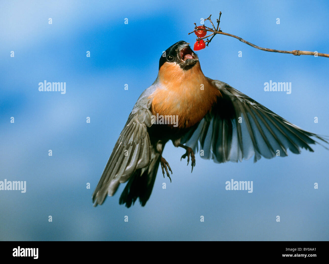 Eurasian Bullfinch at berries - flying / Pyrrhula pyrrhula Stock Photo ...