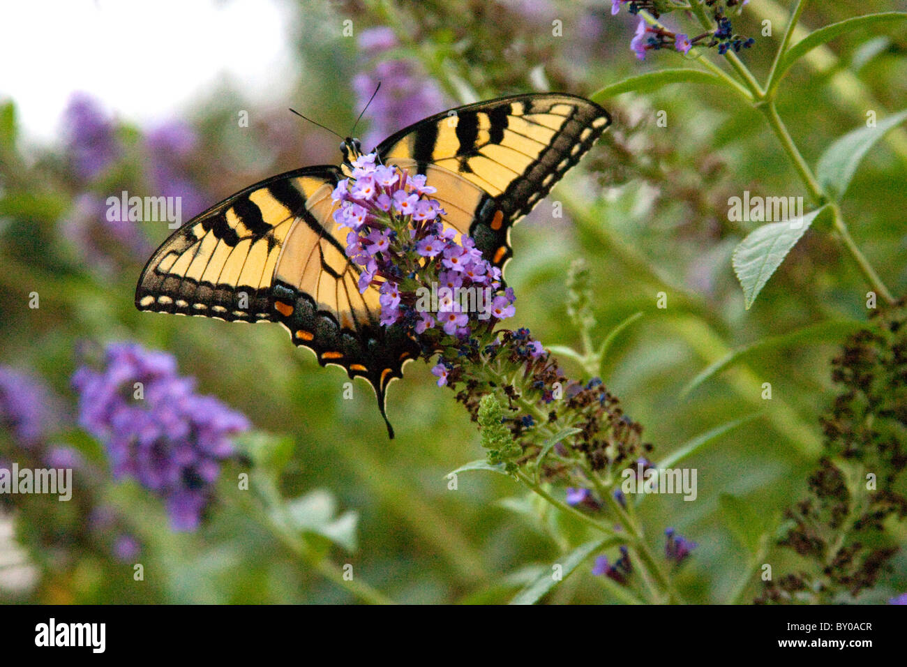 Butterfly on a Butterfly Bush Stock Photo - Alamy