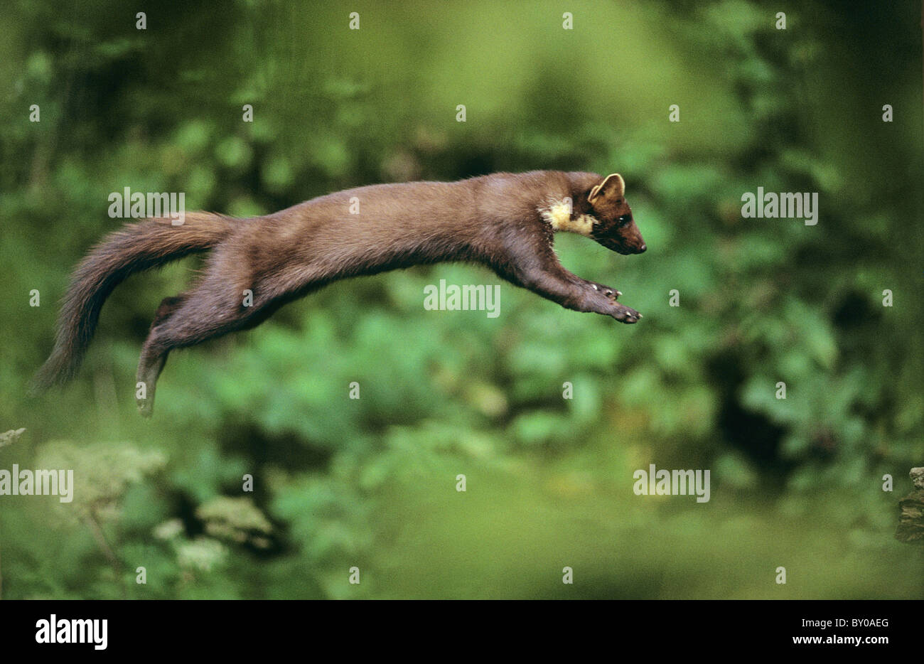 European Pine Marten - jumping / Martes martes Stock Photo - Alamy