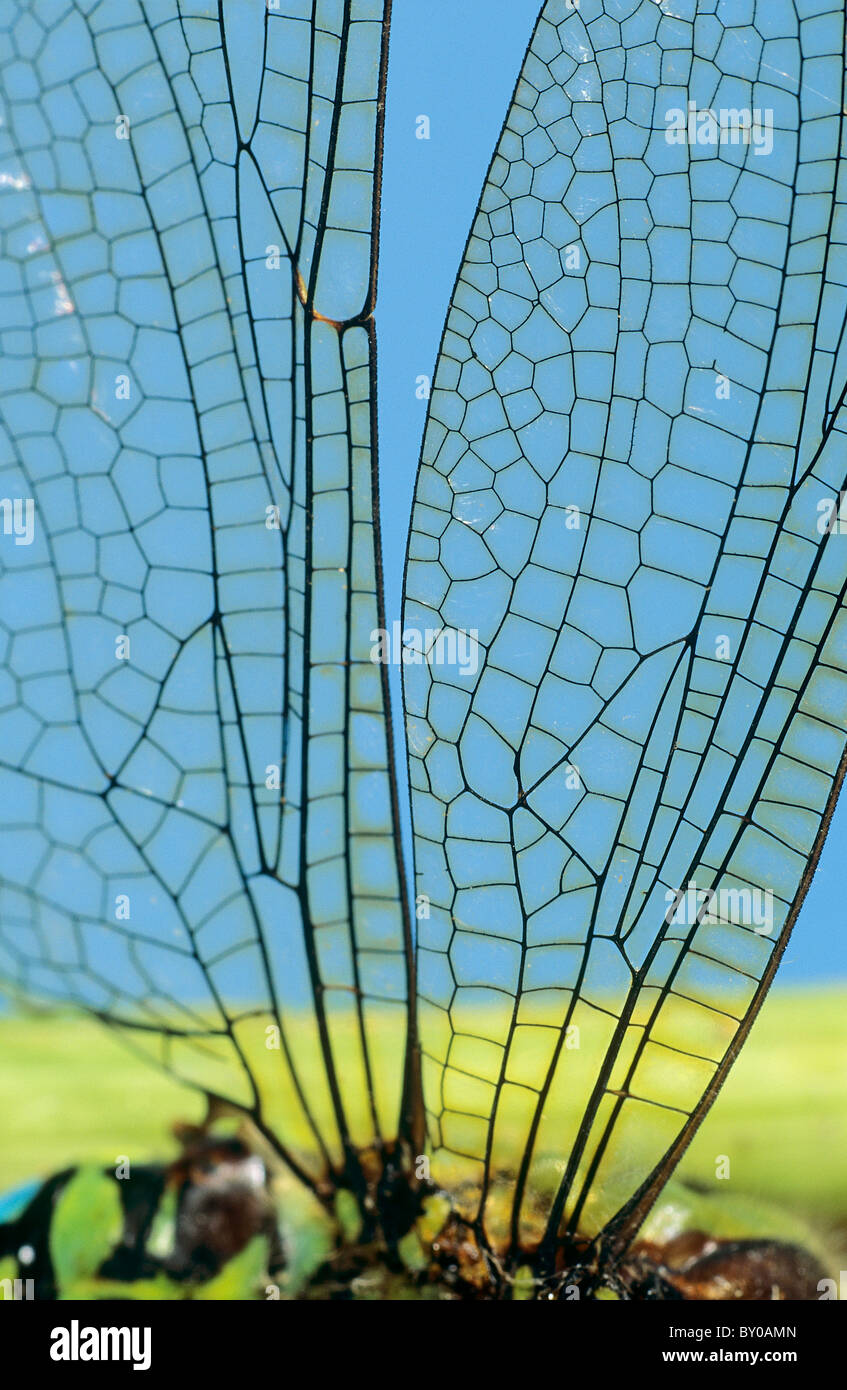 wings of a dragonfly Stock Photo - Alamy