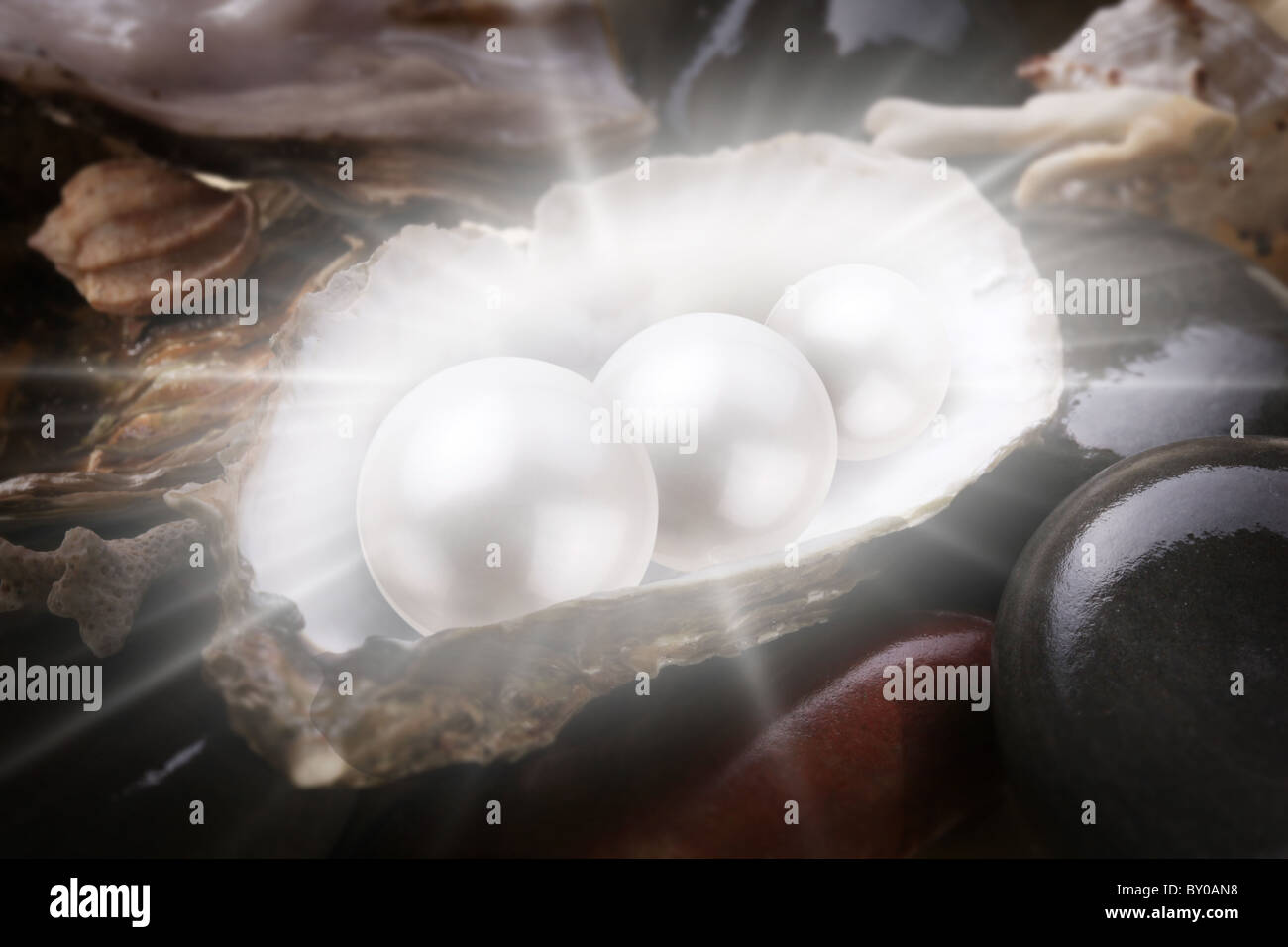 Image of three pearls in the shell on wet pebbles Stock Photo - Alamy