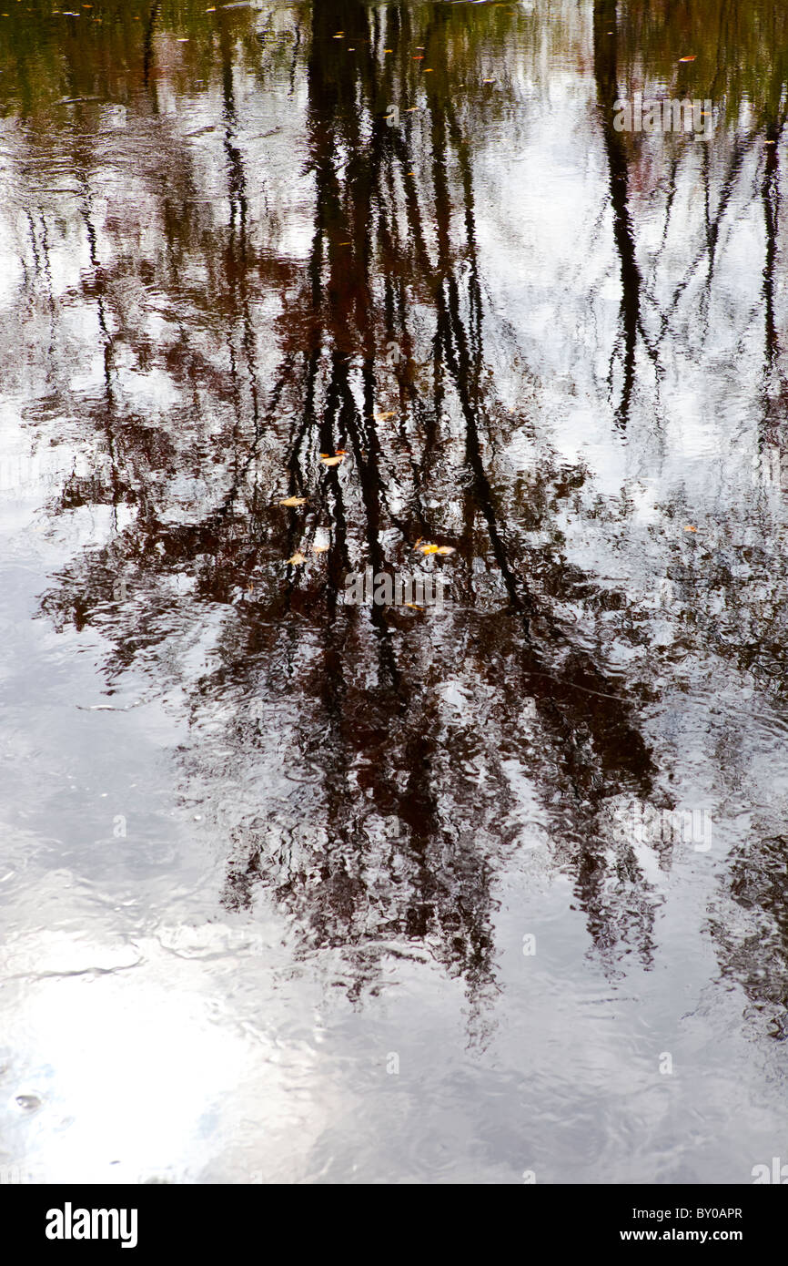 Reflections of trees hi-res stock photography and images - Alamy