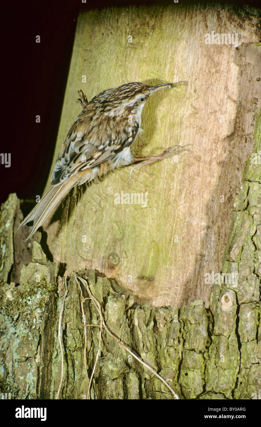 Common treecreepers hi-res stock photography and images - Alamy