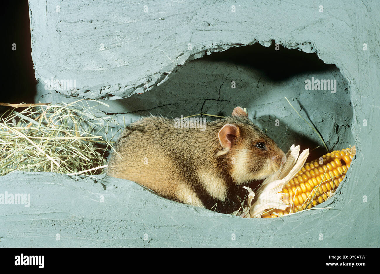 European Hamster in den / Cricetus cricetus Stock Photo - Alamy