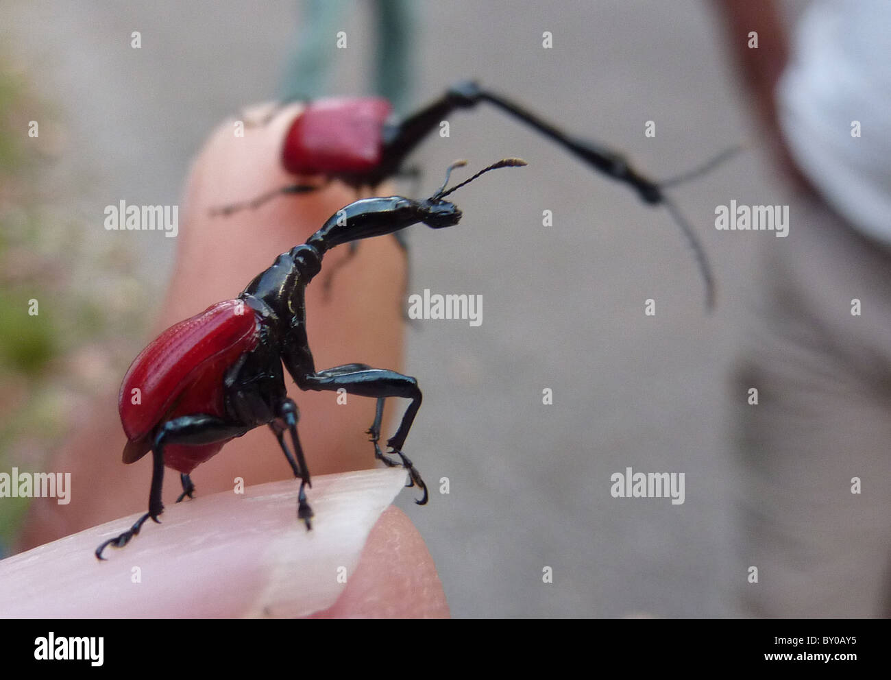 Trachelophorus giraffa hi-res stock photography and images - Alamy