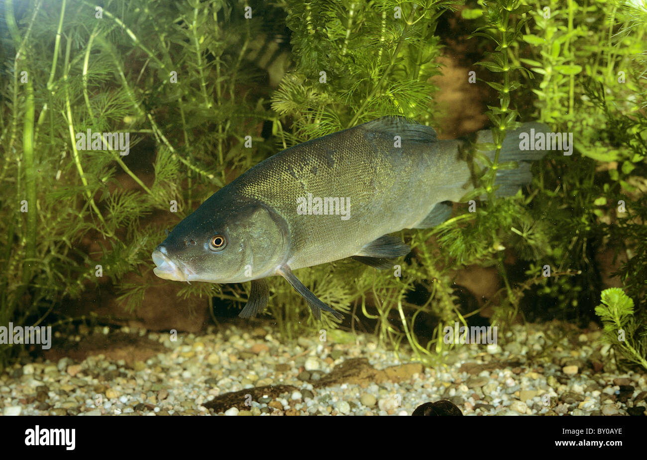 tench / Tinca tinca Stock Photo - Alamy