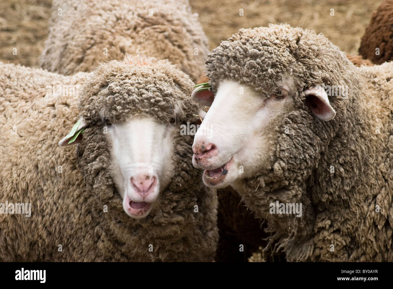 Two sheep "talking" to each other Stock Photo - Alamy