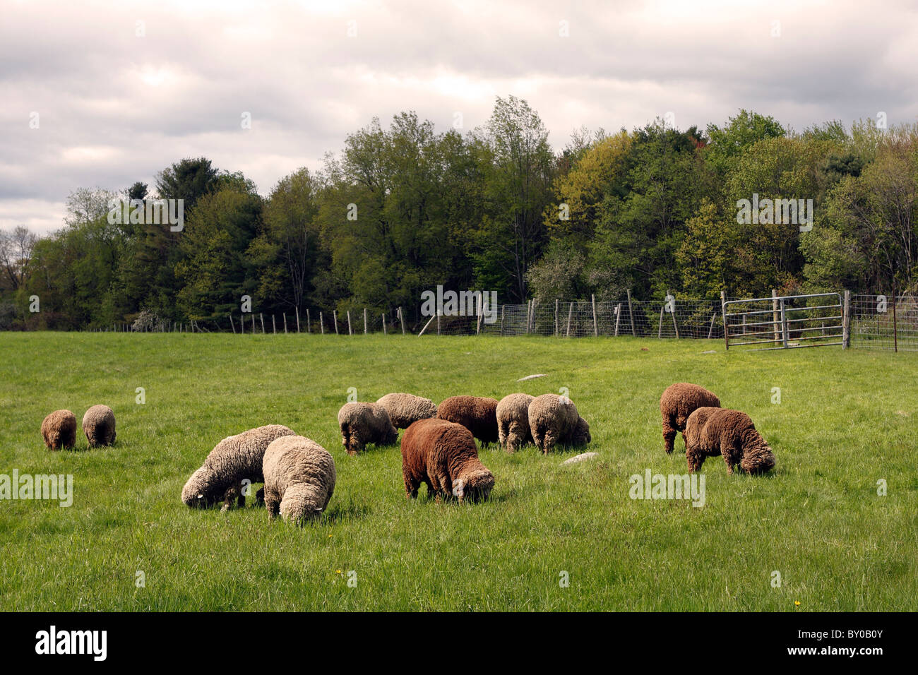Merino sheep farm hi-res stock photography and images - Alamy