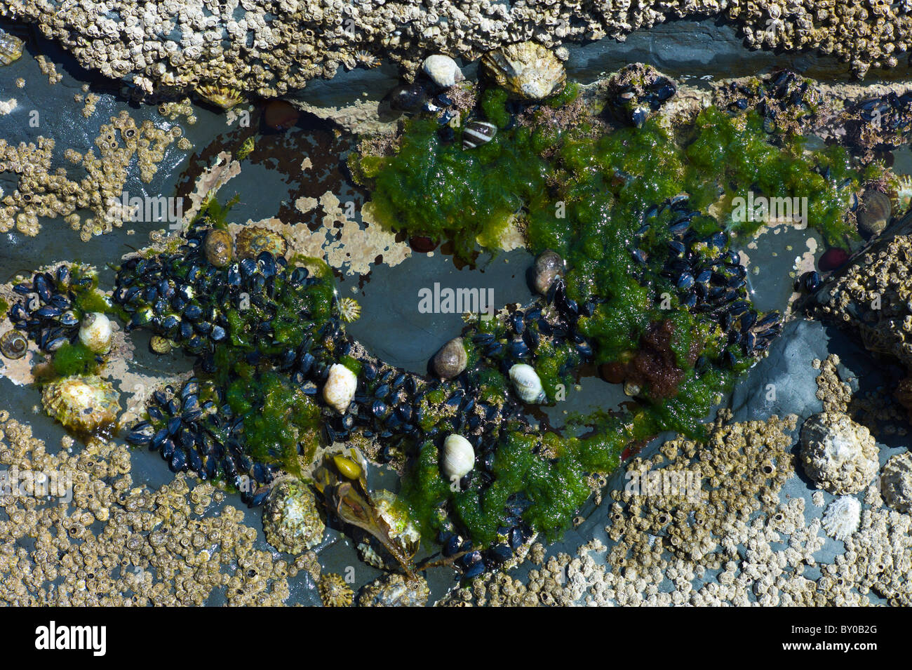 Rockpool with barnacles, mussels, limpets, whelks, seaweed at Kilkee ...
