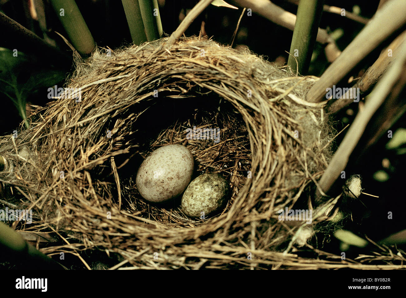 Eurasian Reed Warbler - eggs Stock Photo - Alamy