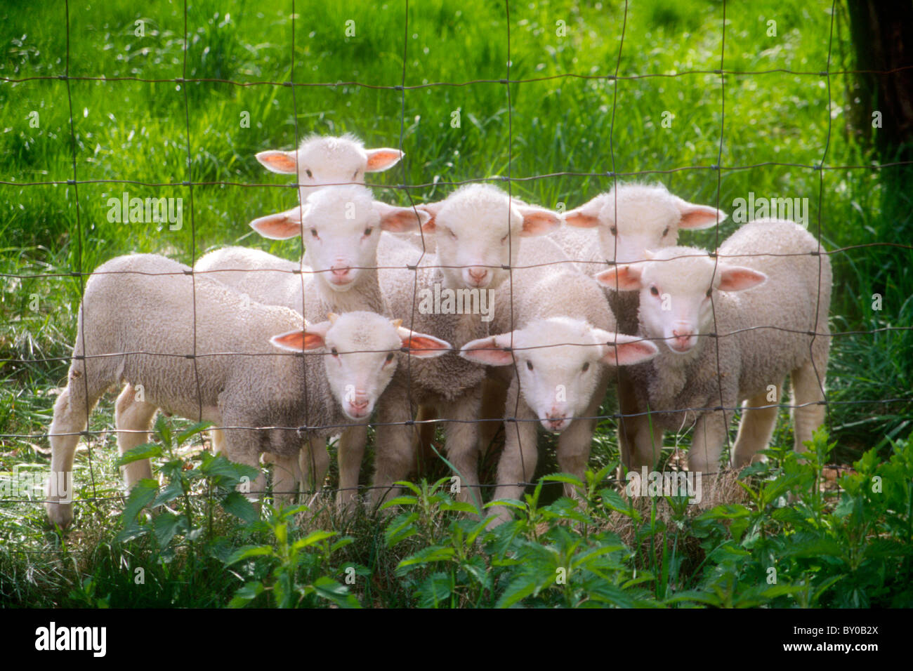 Seven hungry lambs waiting for their grain at the fence Stock Photo - Alamy