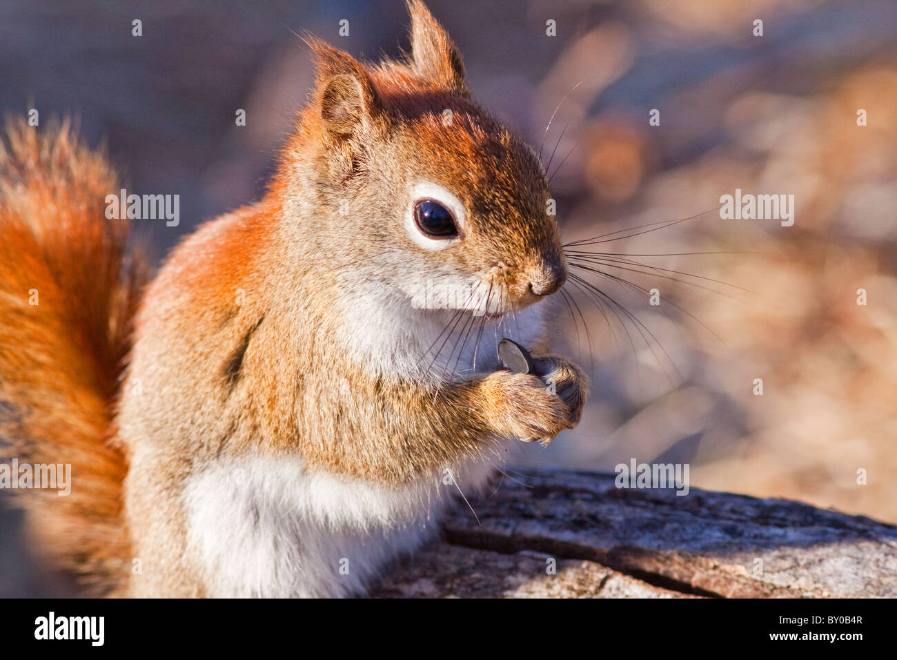 American red squirrel eats hi-res stock photography and images - Alamy