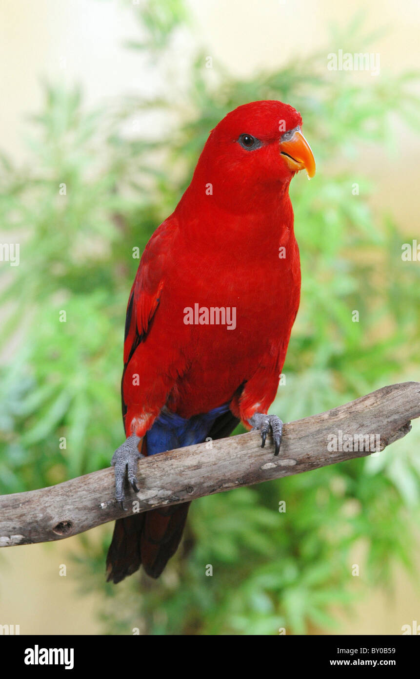 Red lory hi-res stock photography and images - Alamy