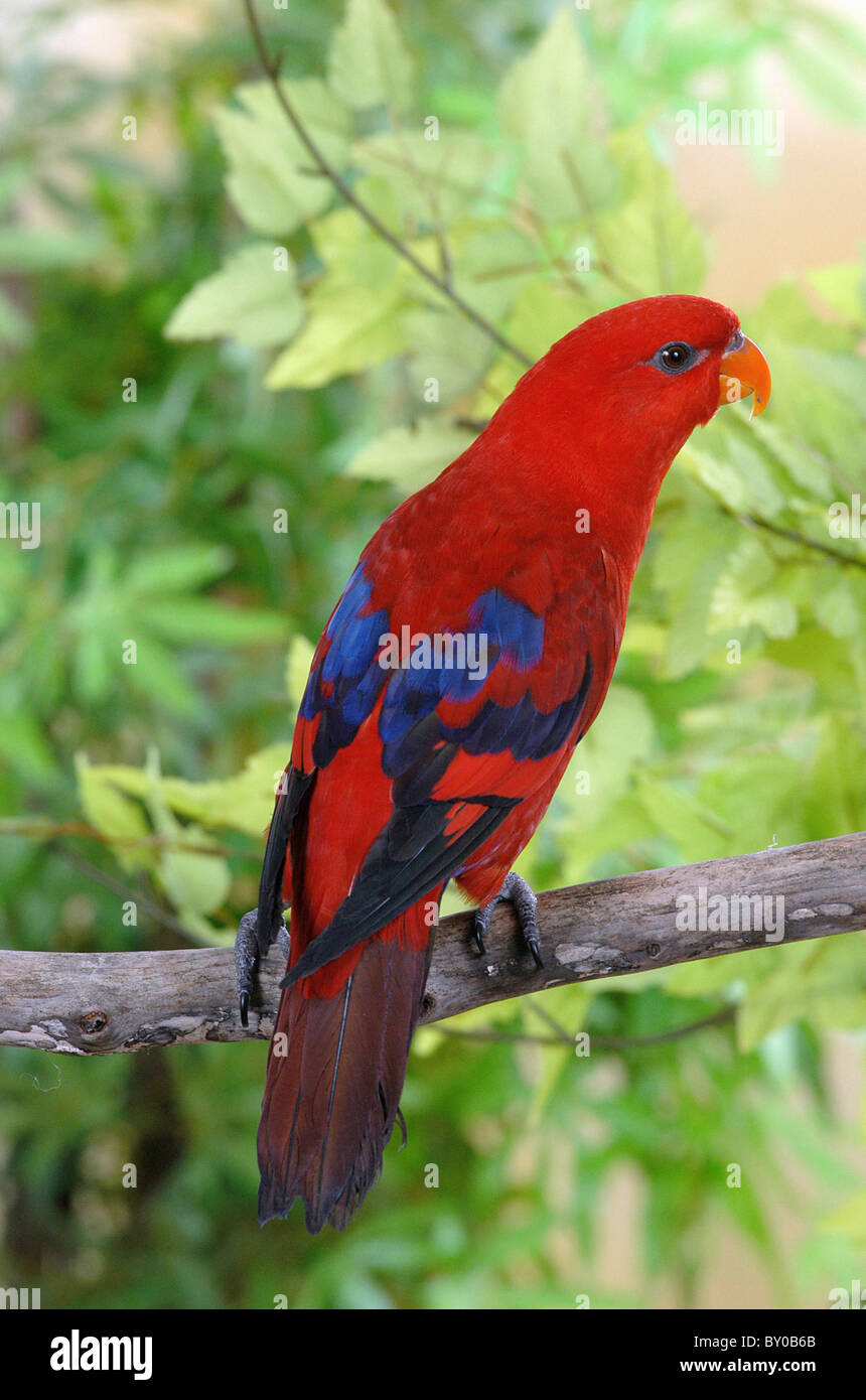 Red Lory, Moluccan Lory (Eos bornea) perched on twig Stock Photo - Alamy