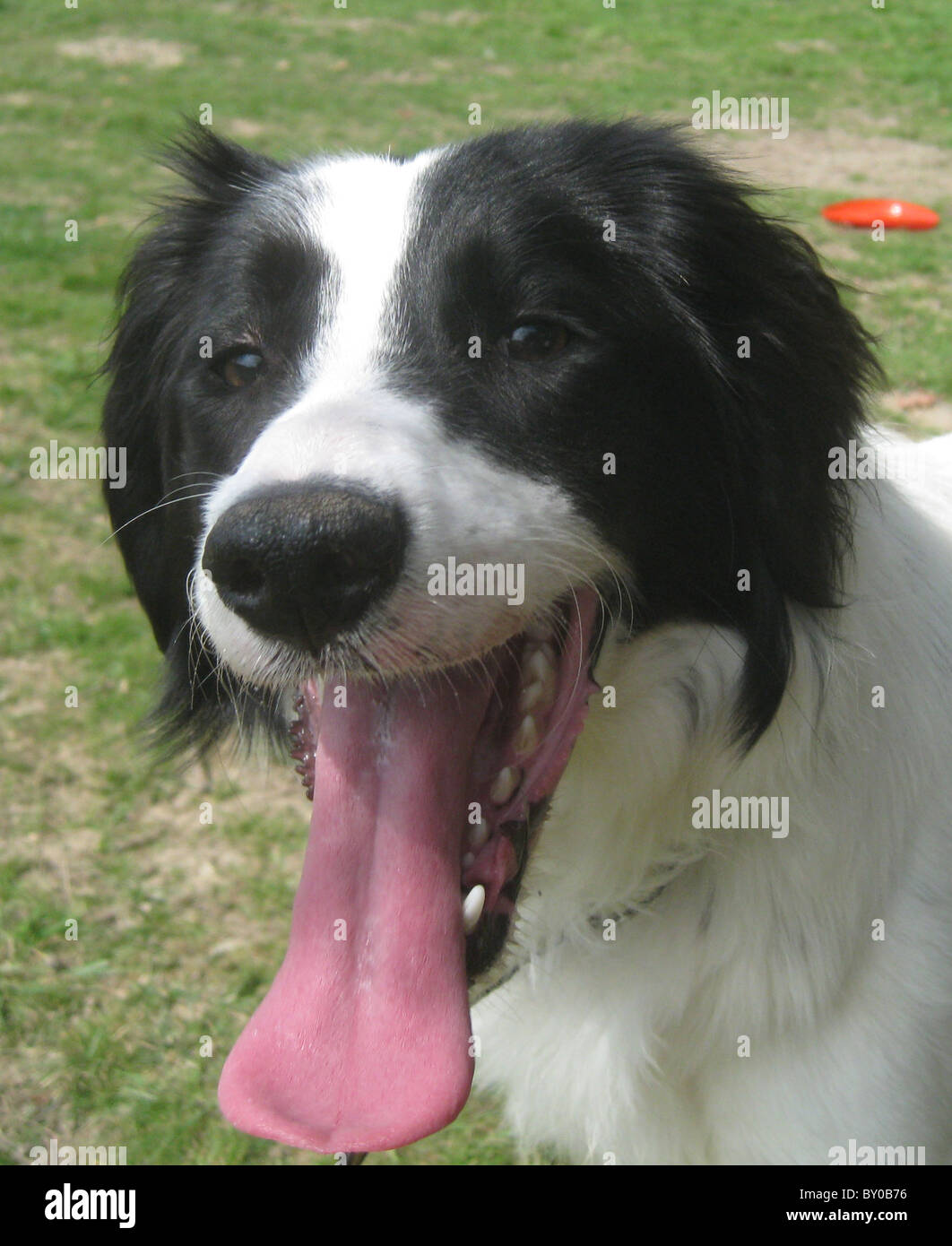 Charity dogstrust hi-res stock photography and images - Alamy