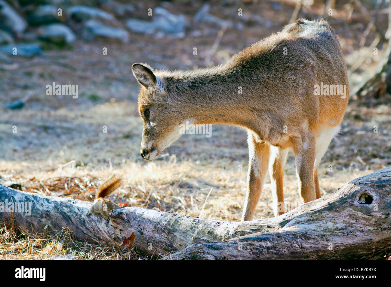 White-tailed deer looking at a red squirrel at the Quabbin Reservoir ...
