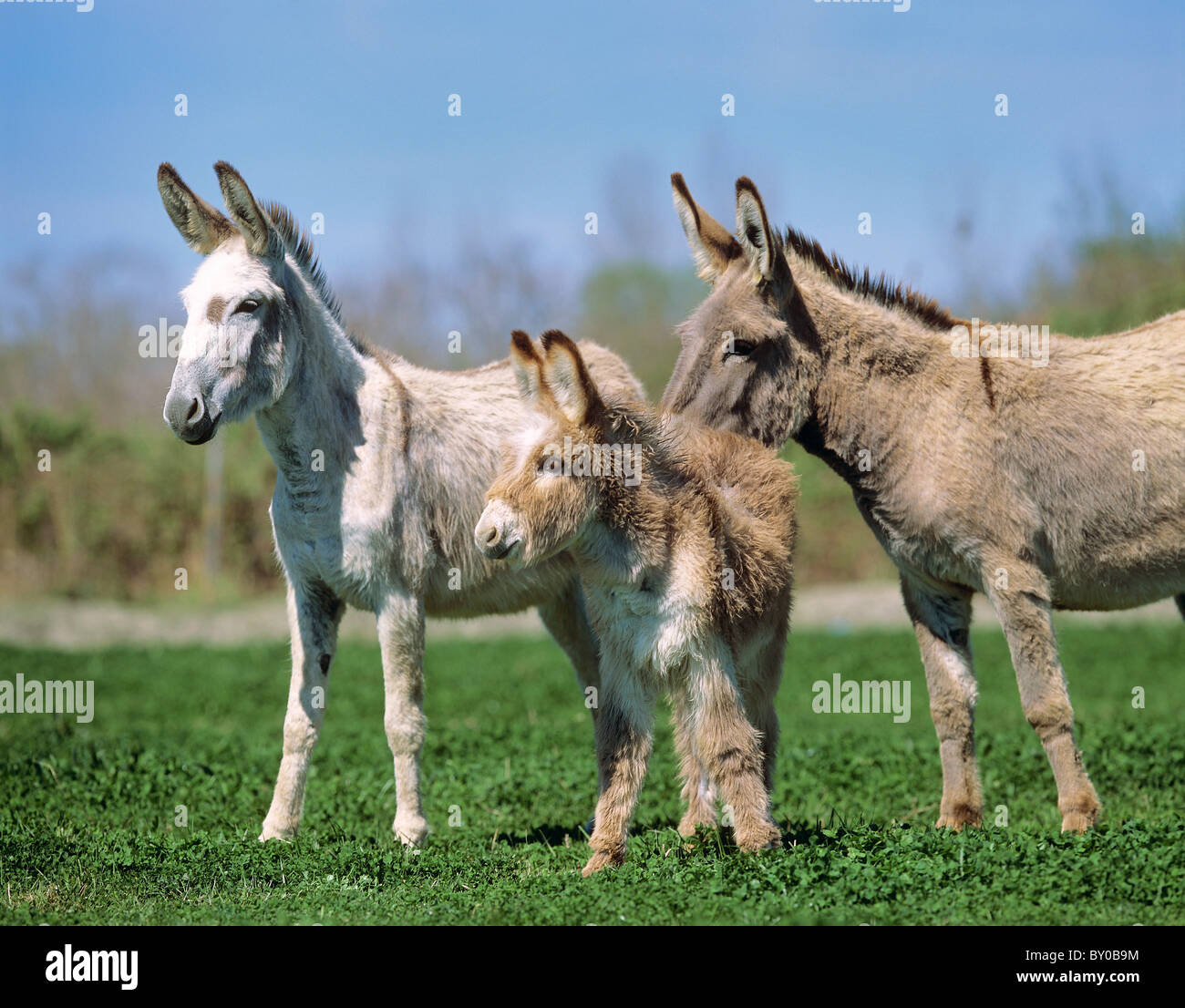 two donkeys and cub - standing on meadow Stock Photo - Alamy