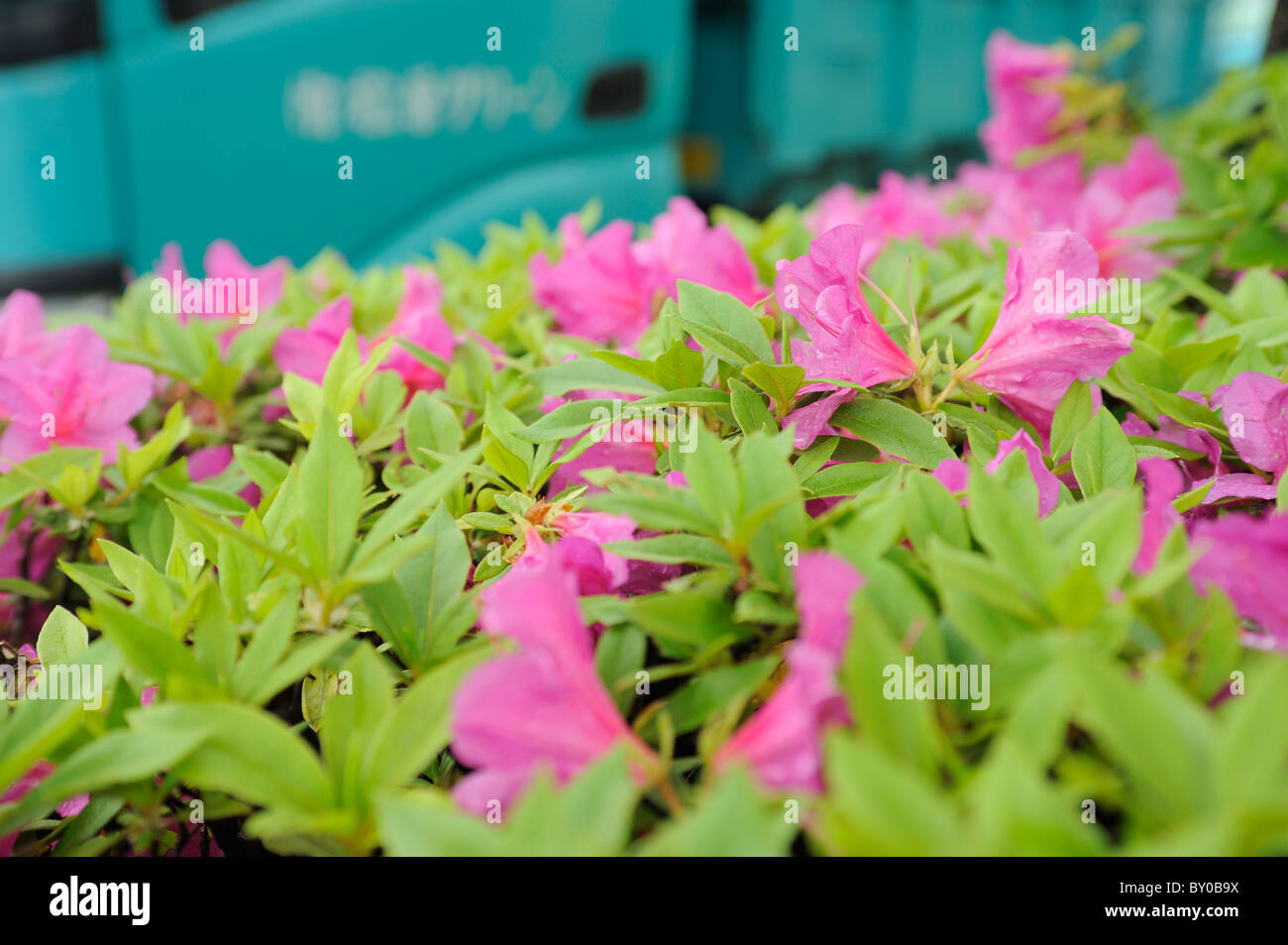 Azalea leaves hi-res stock photography and images - Alamy