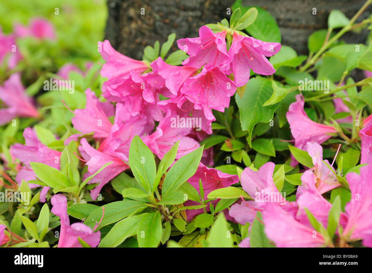Japanese Azalea hedge with pink blossoms, Tokyo, Japan Stock Photo - Alamy