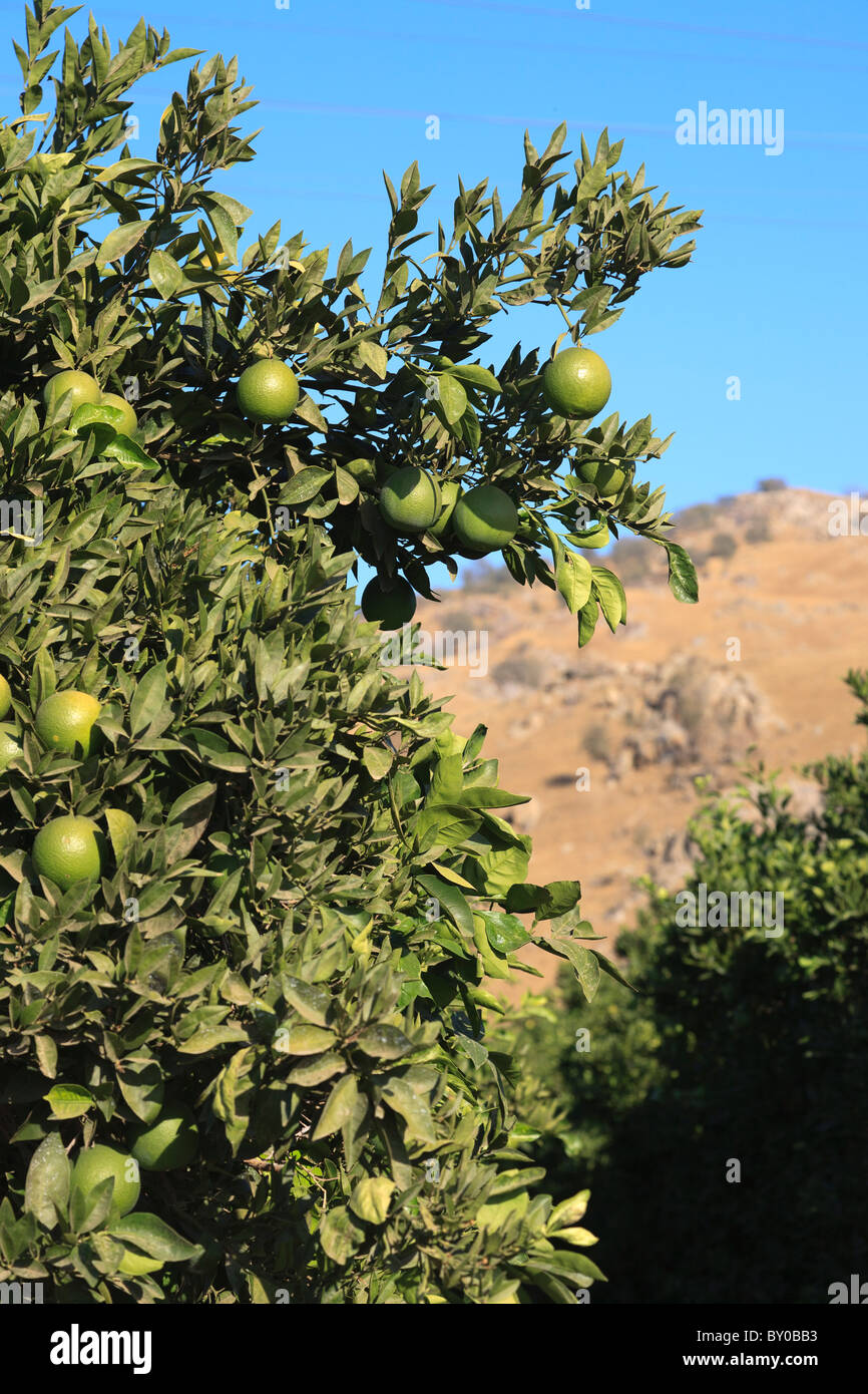 branches on orange tree in California, USA Stock Photo - Alamy