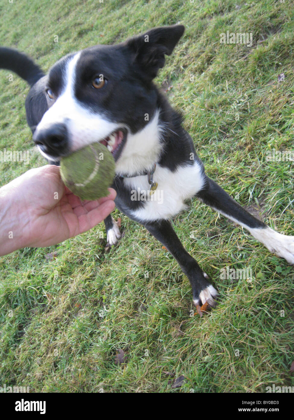 RESCUE DOG awaiting re-homing at DogsTrust kennels, Newbury. Photo Tony ...