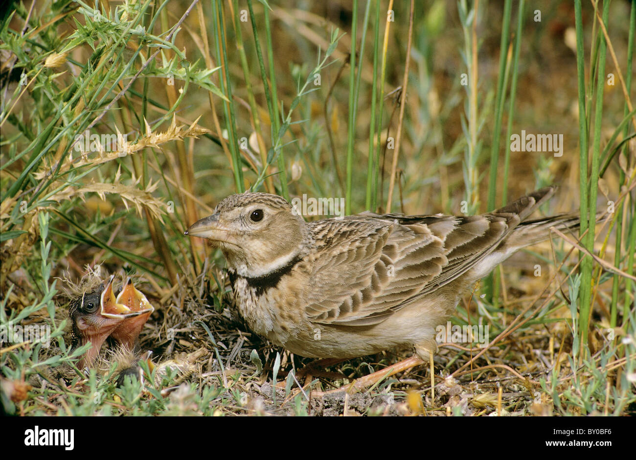 Calandra lark melanocorypha calandra singing hi-res stock photography ...