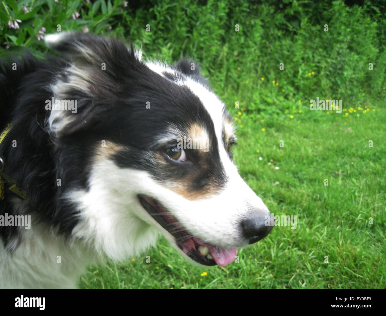 Collie cross hi-res stock photography and images - Alamy