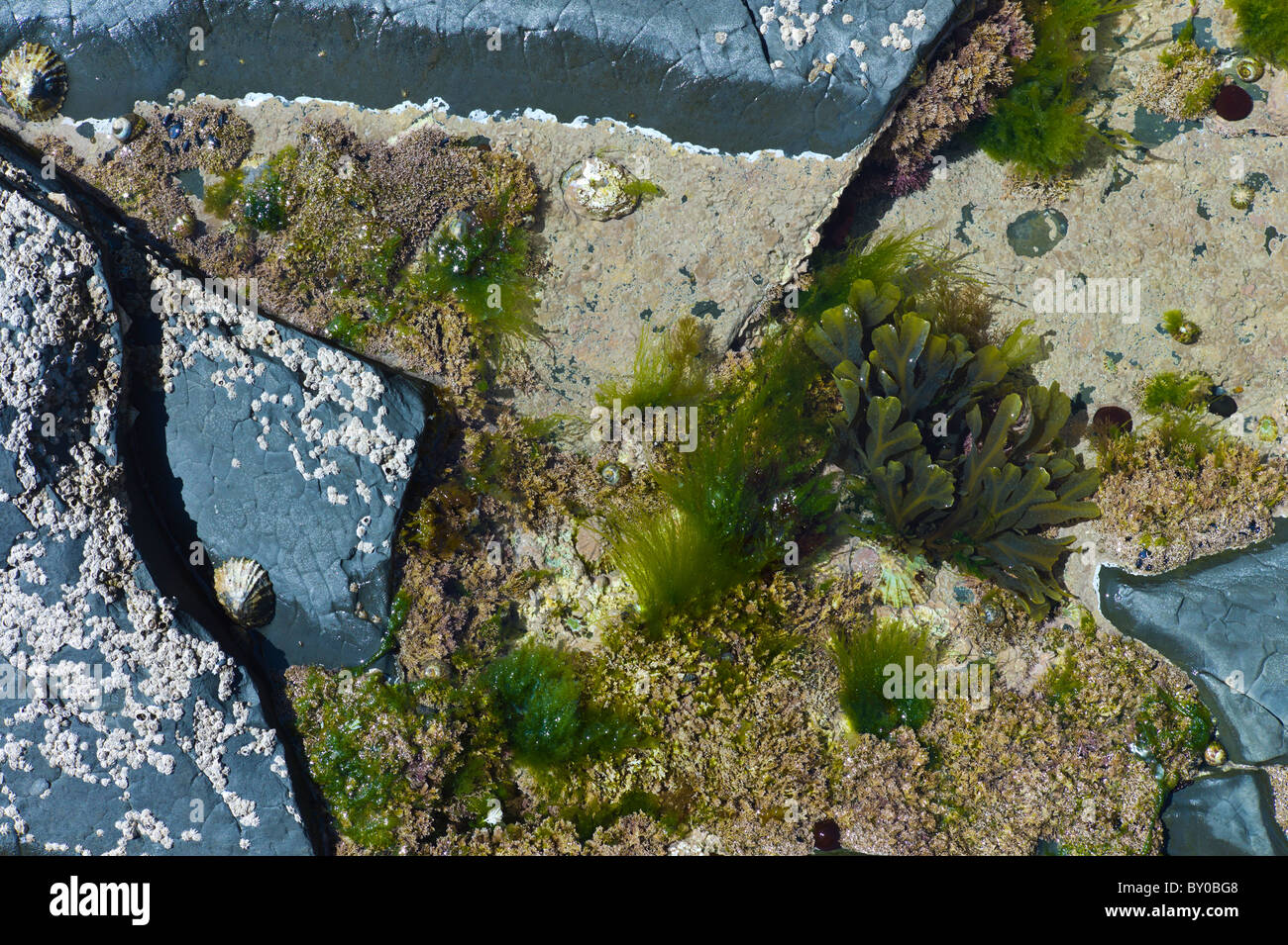Rockpool with barnacles, mussels, limpets, whelks, seaweed at Kilkee ...