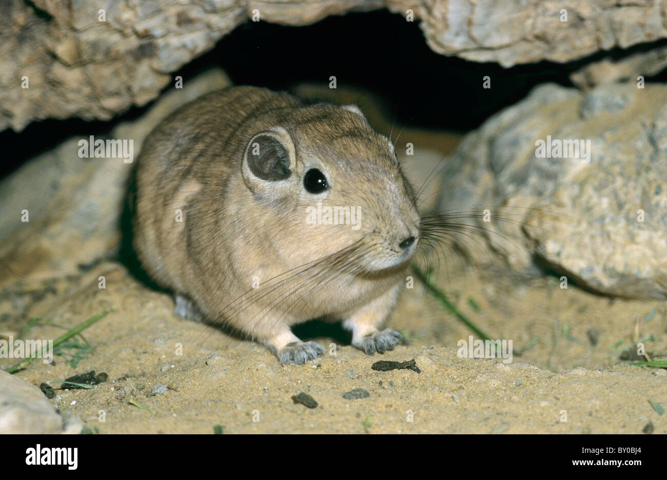 Common Gundi / Ctenodactylus gundi Stock Photo - Alamy