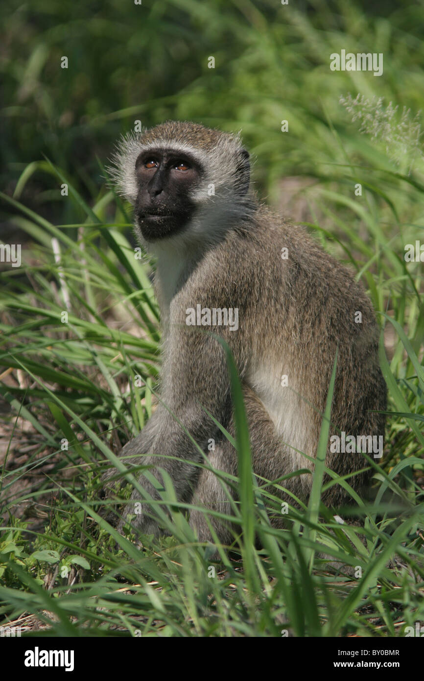 Vervet monkey Saadani reserve Tanzania africa Stock Photo - Alamy