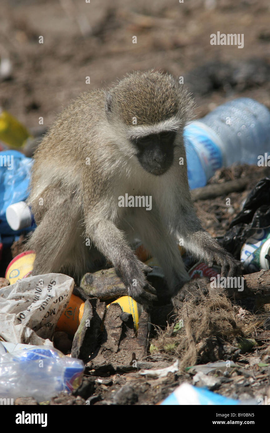 Vervet monkey garbage dump Saadani reserve Tanzania africa Stock Photo ...