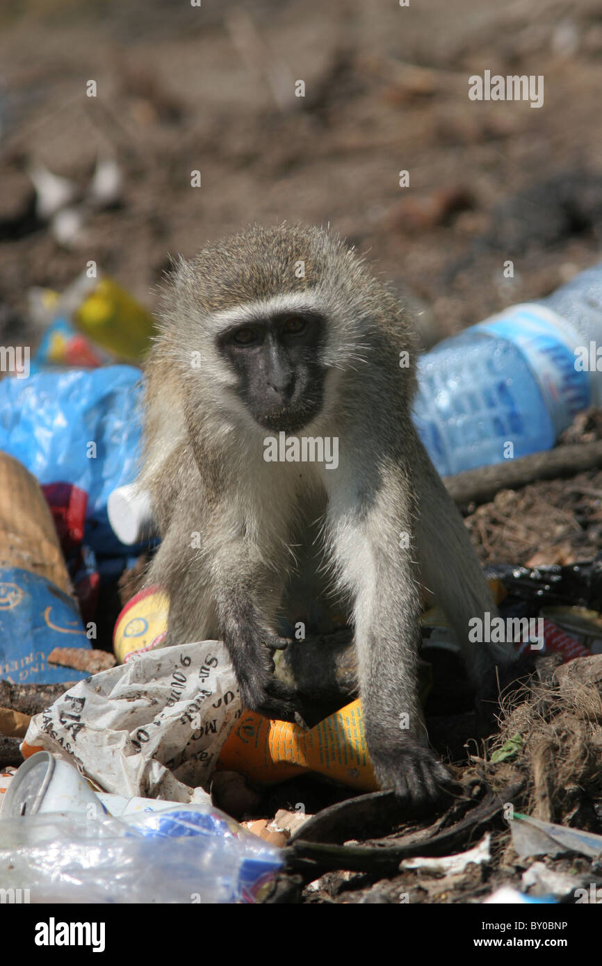 Vervet monkey garbage dump Saadani reserve Tanzania africa Stock Photo ...