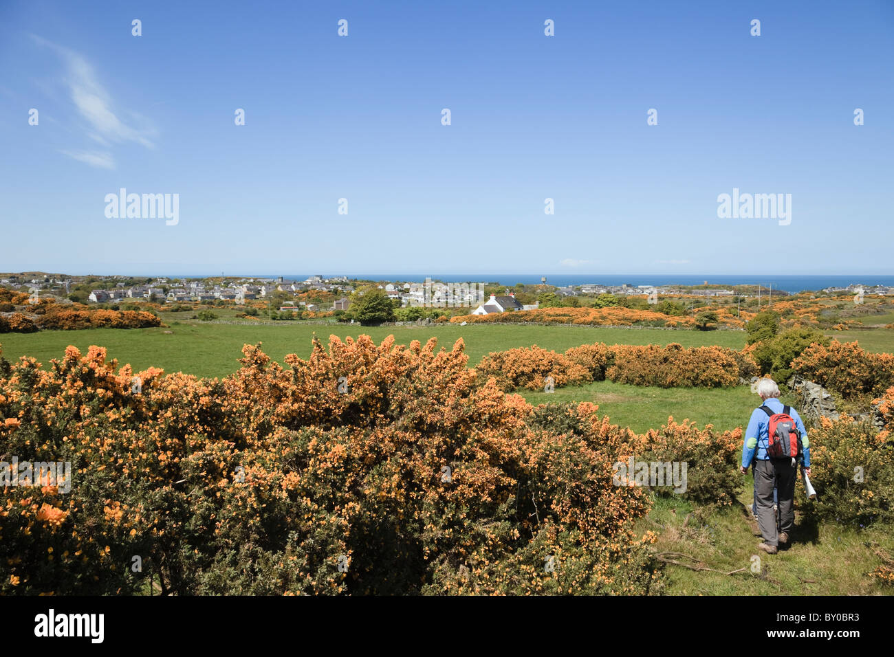 View to Amlwch with people walking on path through flowering gorse ...