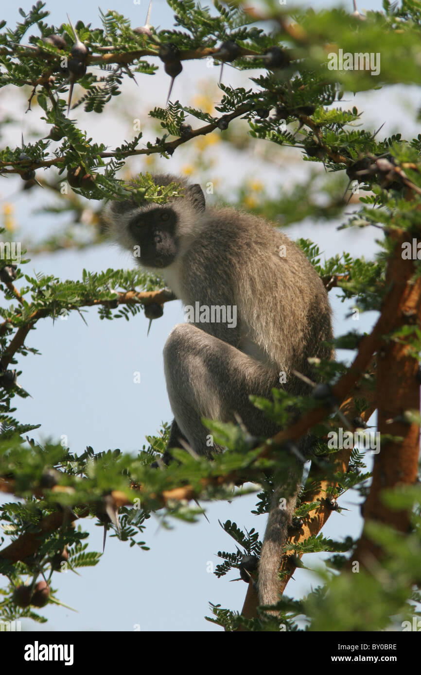 Vervet monkey acacia tree Saadani reserve Tanzania africa Stock Photo ...