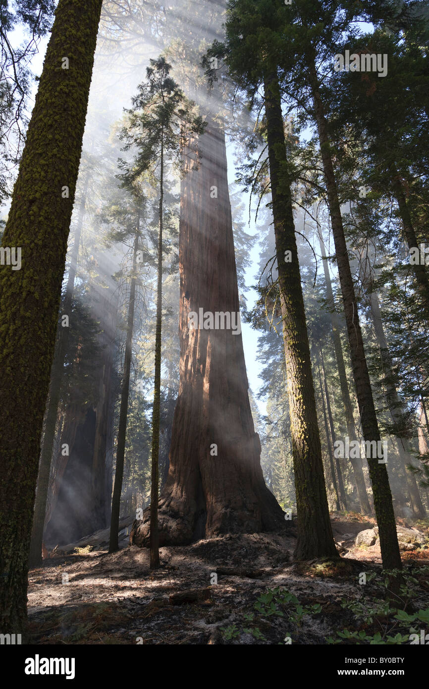 Forest fire, Sequoia National Park in California, USA Stock Photo - Alamy