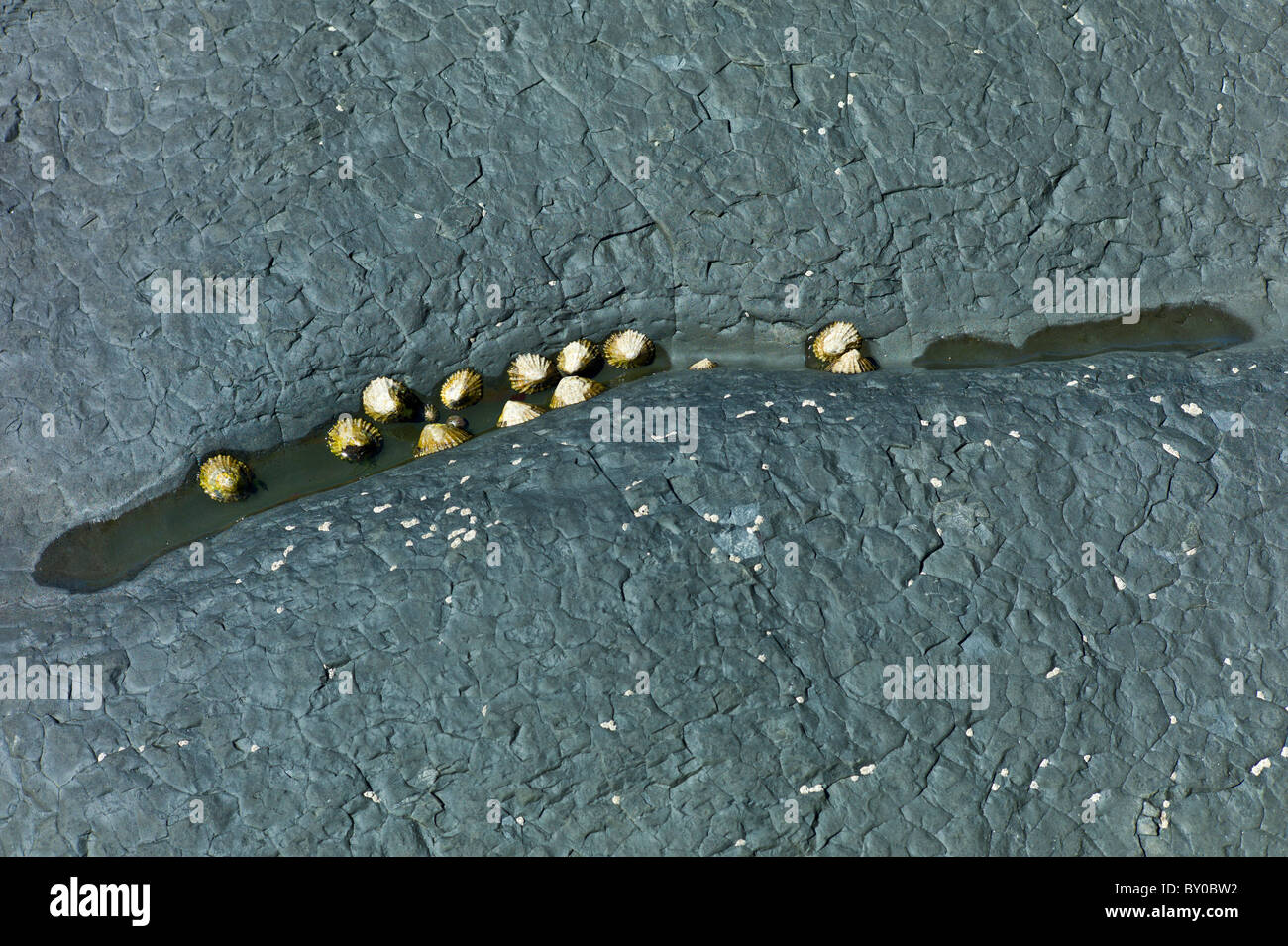 Limpets clinging to black granite rock in Kilkee, County Clare, West ...