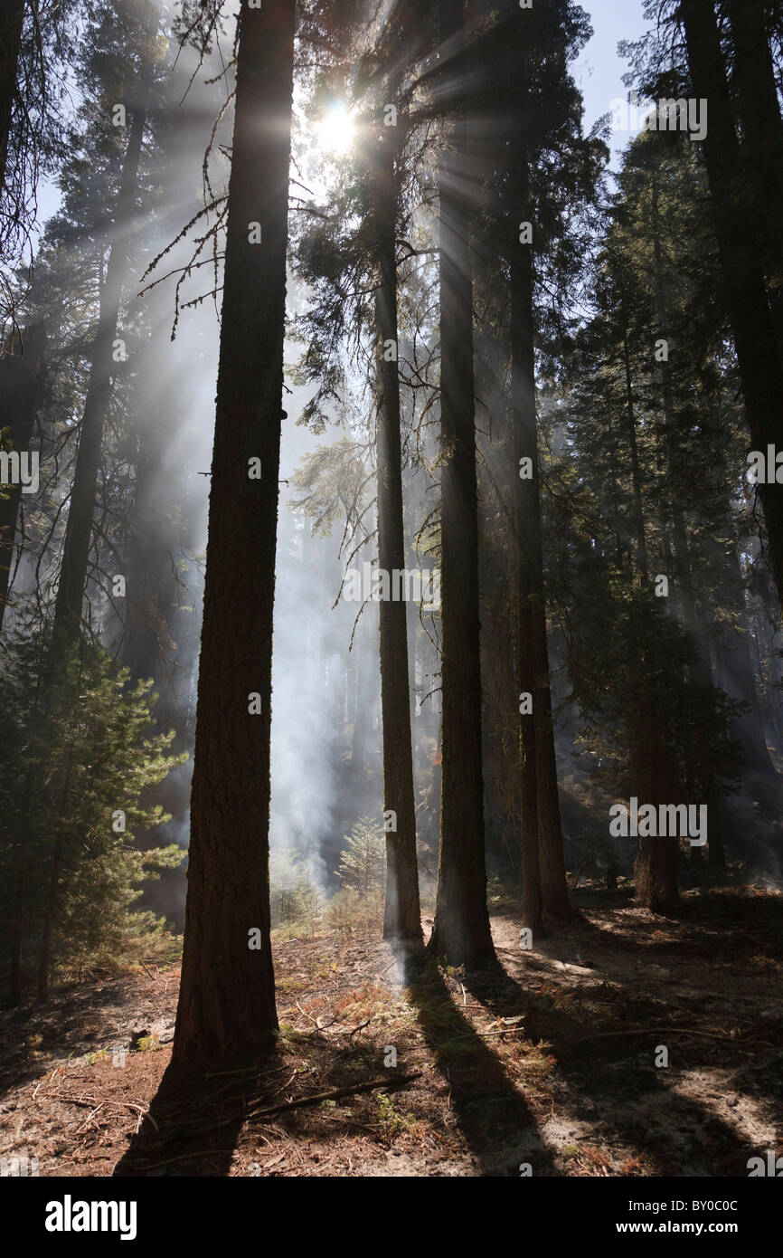Forest fire, Sequoia National Park in California, USA Stock Photo - Alamy